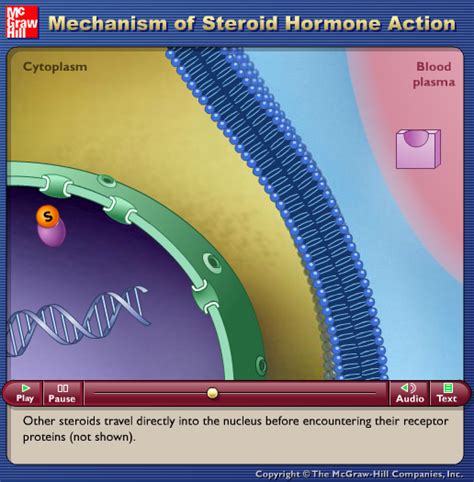 Mechanism Of Steroid Hormone Action Play Online On Flash Museum