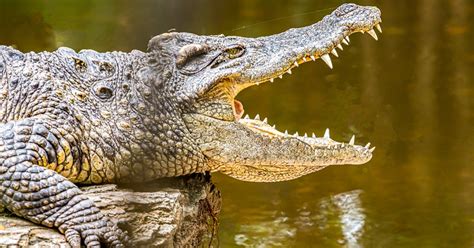 경북 영주시 악어 출몰 신고 접수해 수색 나서보니…