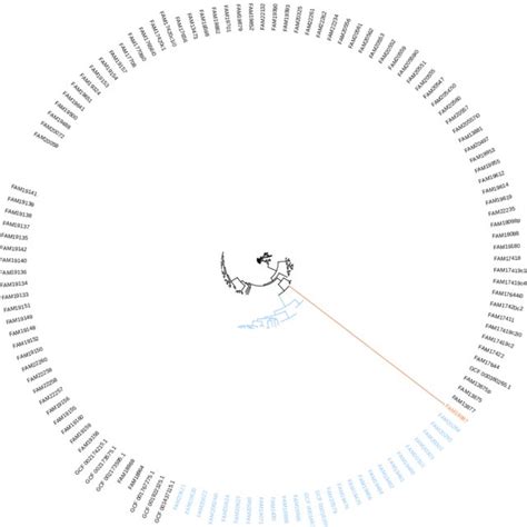 phylogenetic tree based on the alignment of concatenated core genes of