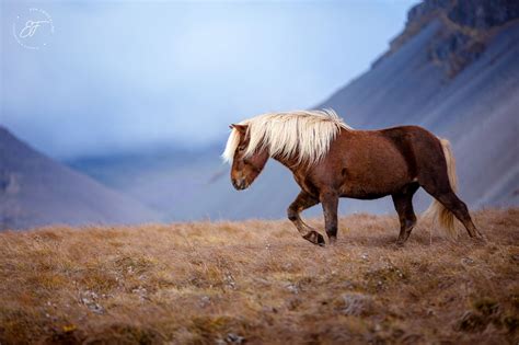Isländer In Island Fotografie Natur Islandpferde Pferdefotografie