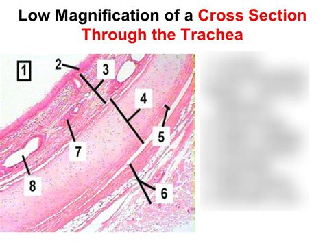 Cross Section Through The Trachea Diagram Quizlet