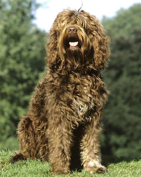 17 Large Hypoallergenic Dogs That Dont Shed With Pictures
