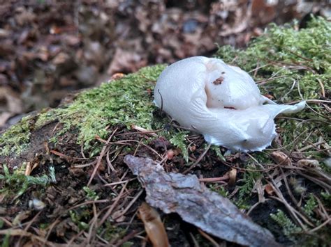 Is This A Kind Of Fungi Slimy Iridescent Blob On A Tree Stump Outside Edinburgh A Nearby Blob