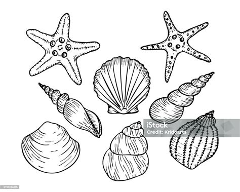 불가사리 가리비를 포함한 벡터 조개 라인 아트 일러스트레이션 세트입니다 손으로 그린 바다 조개 껍질 스케치입니다 해저 조개 껍질 윤곽 그림입니다 아이콘 로고 해산물 가게