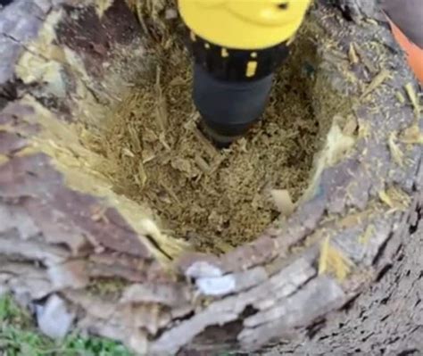 How To Make A Tree Stump Planter