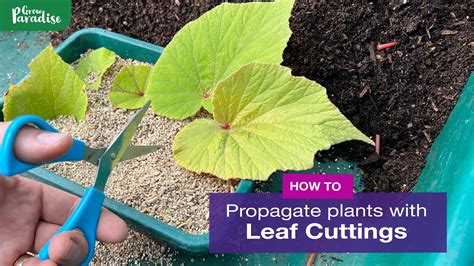 How To Grow Plants From Leaf Cuttings At Tom Wildes Blog