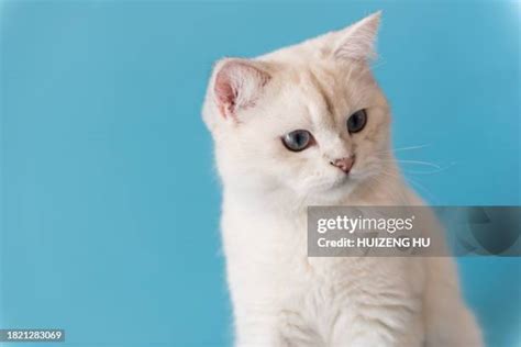 Sitting On Window Seal Photos And Premium High Res Pictures Getty Images
