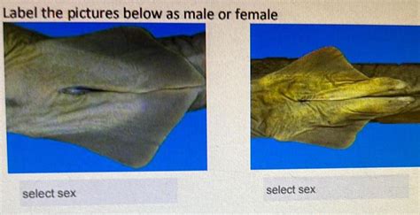 Answered Label The Pictures Below As Male Or Female Select Sex Select