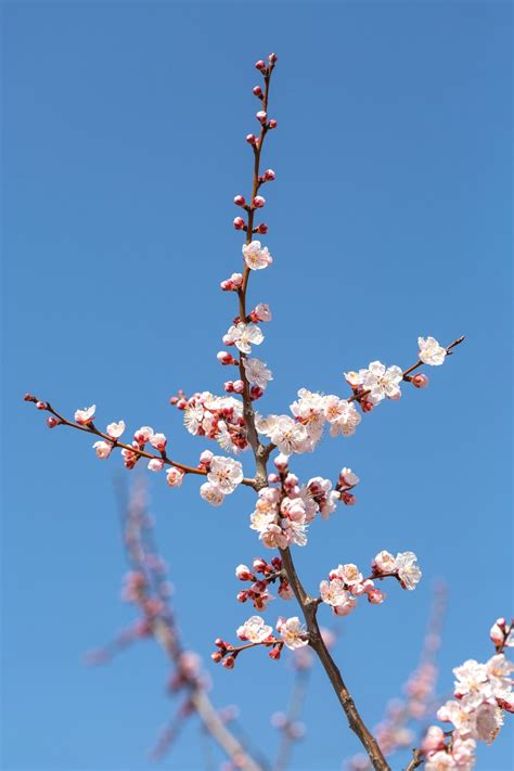 Prunus Sibirica Picturethis
