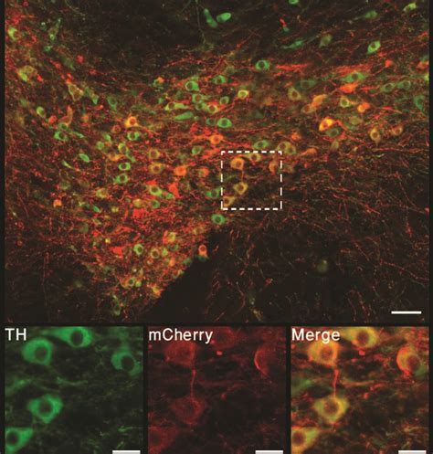 When Mickey Met Minnie A Neural Reward Circuit Determines Sexual Preference In Mice Weizmann