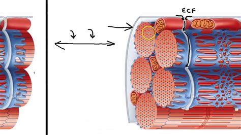 Function Of T Tubules At Sara Mccall Blog