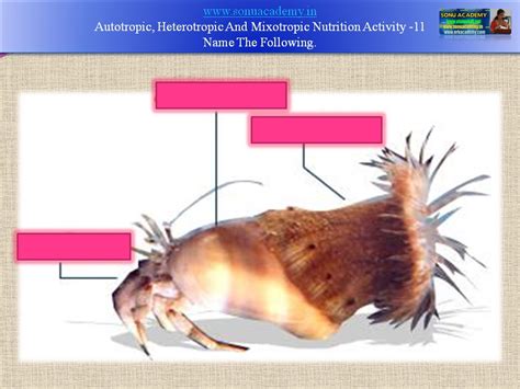 SONU ACADEMY AUTOTROPHIC HETEROTROPHIC AND MIXOTROPHIC NUTRITION ACTIVITY
