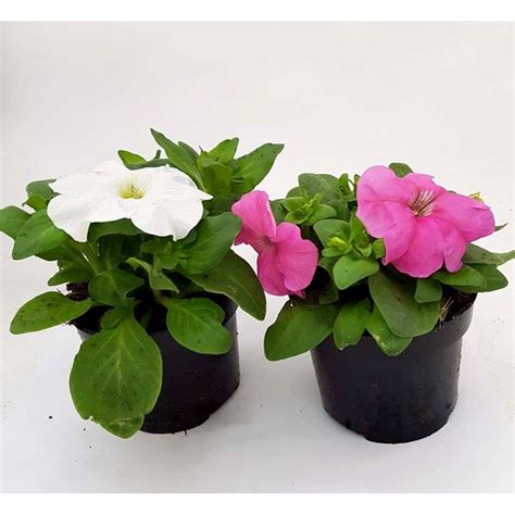 Петуния - микс - 2 бр. от Plants.bg с отлична цена