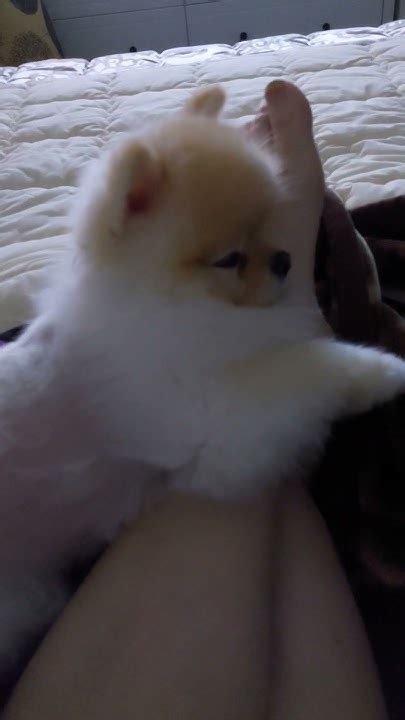 엄마발등을 침대삼아~~사랑럽게 잠든 강쥐아들♥️ Youtube