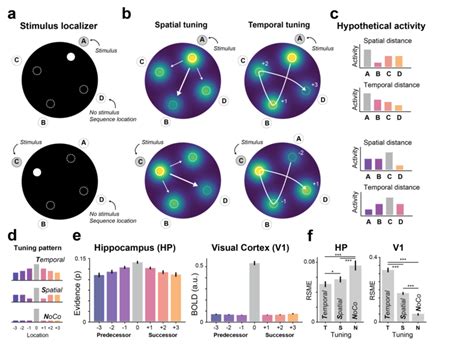 Stimulus Localizer Reveals Complementary Tuning Properties In