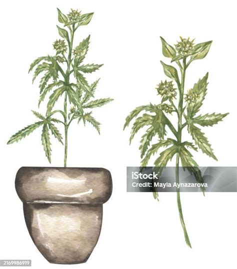 냄비 컬렉션에 수채화 대마초 가지 대마 잎 그림 약용 식물 잎과 마리화나 식물의 손으로 그린 그래픽 0명에 대한 스톡 벡터 아트 및 기타 이미지 Istock