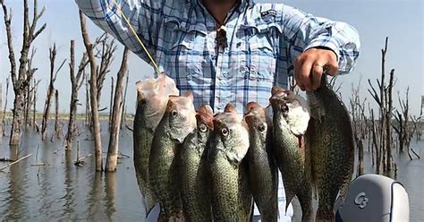 Crappie Stringer Album On Imgur