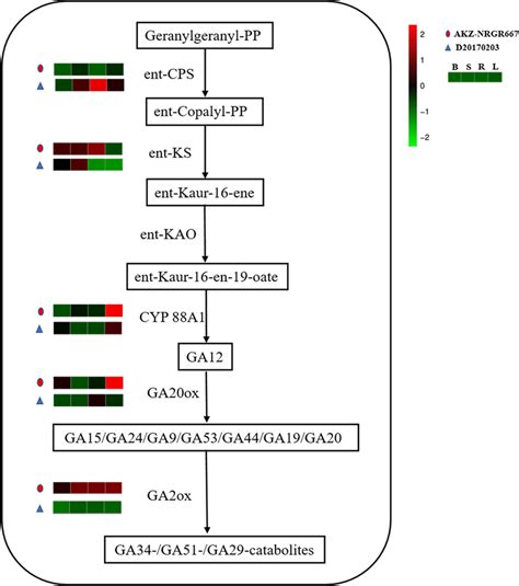 Ga Biosynthesis Pathway In Akz Nrgr667 And D20170203 The Expression Of