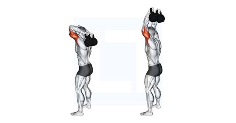Dumbbell Seated Bicep Curl Guide Benefits And Form