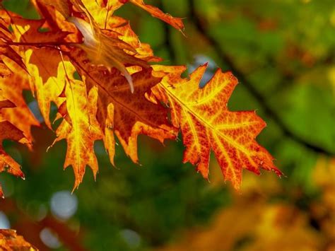 How Deciduous Trees Change Teaching Resources