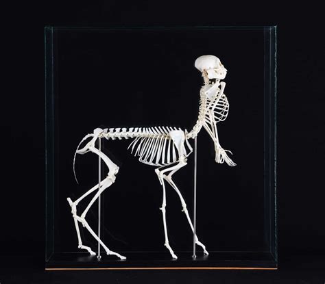 Lot 194 Skeletonsanatomy A Composed Centaur