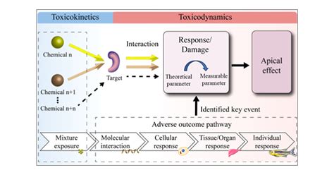 Predicting The Metal Mixture Toxicity With A Toxicokinetic