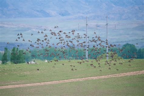 一位少年的观鸟记录 时间 北京 鸟儿