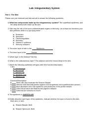 Understanding The Integumentary System Lab Study Guide Course Hero