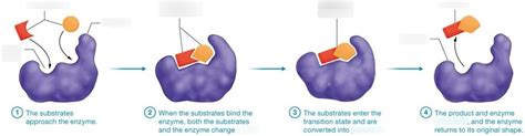 Ch2 Enzyme Substrate Interaction Labeling Diagram Quizlet