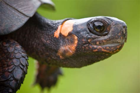 Bog Turtle Project Conserve Wildlife Foundation Of Nj
