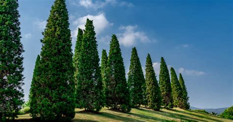 Complete Guide To Cypress Tree Types Growth And Uses