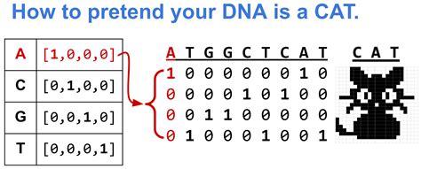 modeling dna sequences with pytorch towards data science