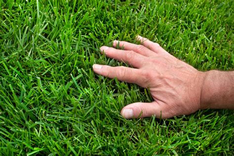 187700 Hand In Grass Fotos De Stock Imagens E Fotos Royalty Free