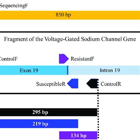 Schematic Primer Map And Expected Pcr Products Of The Genomic Kdr