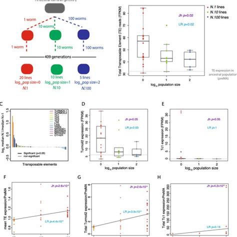 Increased Expression Of Transposable Elements In Mutation Accumulation