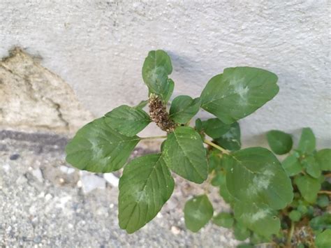 Subespecie Amaranthus Blitum Blitum · Naturalista Colombia
