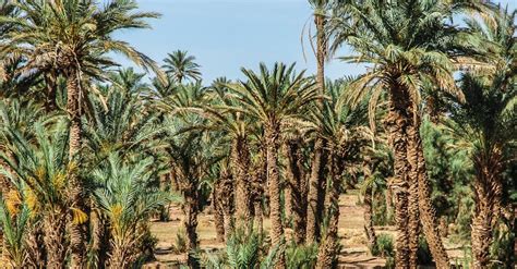 건조한 걷고 있는 경치 관광 기후 낮 농업 농장 농촌의 대추야자 농장 데이트 팜 드라아타필랄렛 라이더 말 맑은 하늘 메마른 모래로 뒤덮인