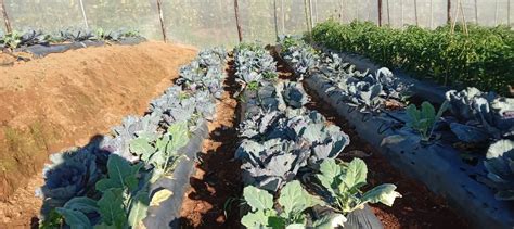 ලංකා එලවලු එකතු කරන්නන් ගේ සංගමය