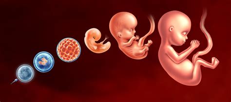 Embryology