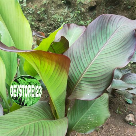 Jual Daun Ganyong Merah Segar Per 1 Kg Indonesia Shopee Indonesia