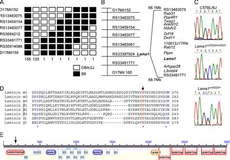 Positional Cloning And Direct Sequencing Reveals That Nmf223 Mice Carry