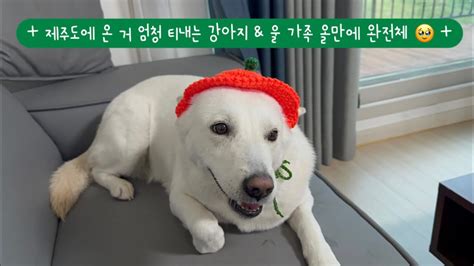 🏝️ 제주도에 왔으면 이 모자는 한번 써봐야지🍊제주도 한달살기 Ep 11 Youtube