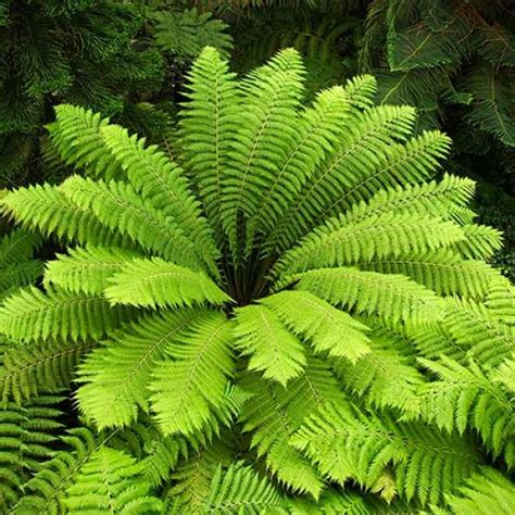 Plantas Pteridofitas Las Plantas Pteridofitas By Diana Bautista On