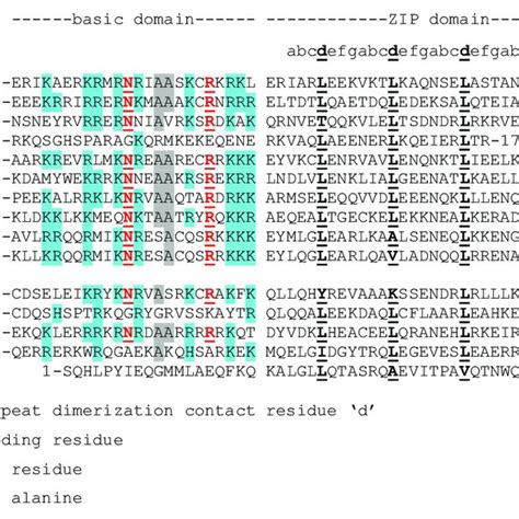 Structure Of The C Jun C Fos Heterodimer The C Jun C Fos Complexes