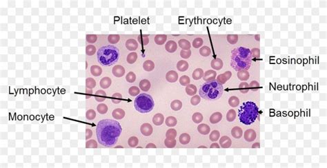 Blood Film Neutrophil Vs Lymphocyte Clipart 877041 Pikpng