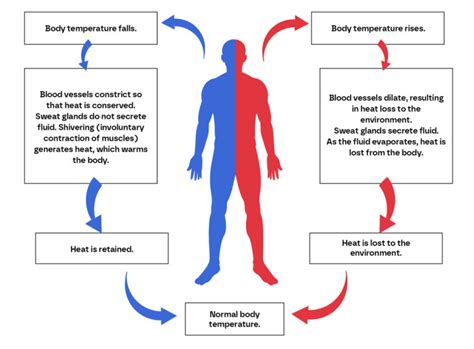 Body Thermoregulation In Sports Optimal Control Sixs News