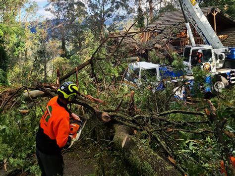 Tree Bracing Lucas Tree Services