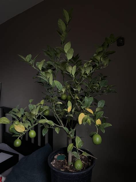 Is This A Nutrient Deficiency Rcitrus