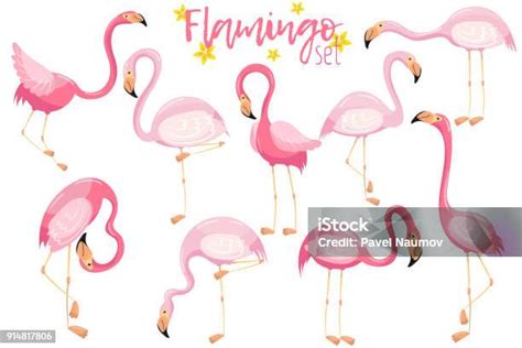 아름 다운 우아한 핑크 플라밍고 세트 이국적인 열 대 새 벡터 일러스트 0명에 대한 스톡 벡터 아트 및 기타 이미지 0명 귀여운 날씨 Istock