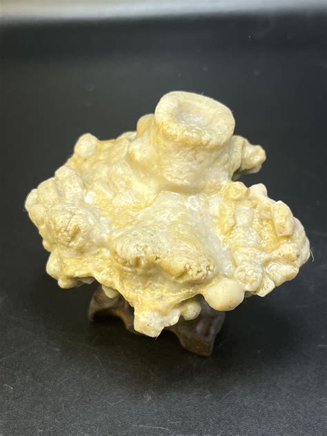 FossilPorn Cool Pictures Of Fossils SFW FossilPorn Cool Pictures Of Fossils SFW